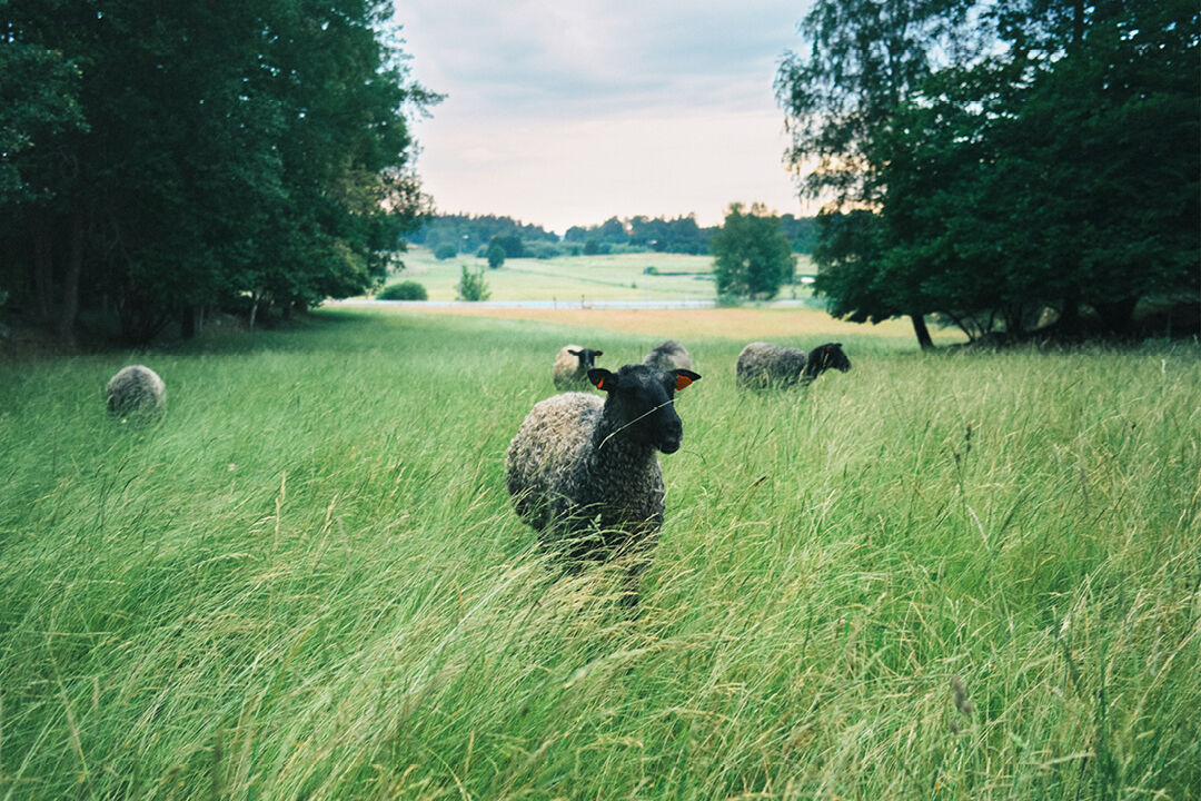 Swedish Wool | Filippa K